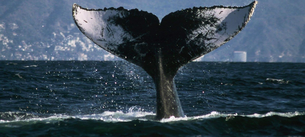Avistamiento de Ballenas - Puerto vallarta Viking fishing charters